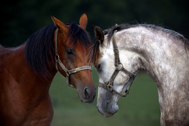Zwei küssende Pferde stockbild. Bild von schwarzes, farbe - 35026521