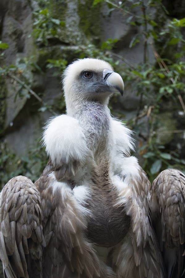 Portrait Of A Vulture Picture. Image: 5724615