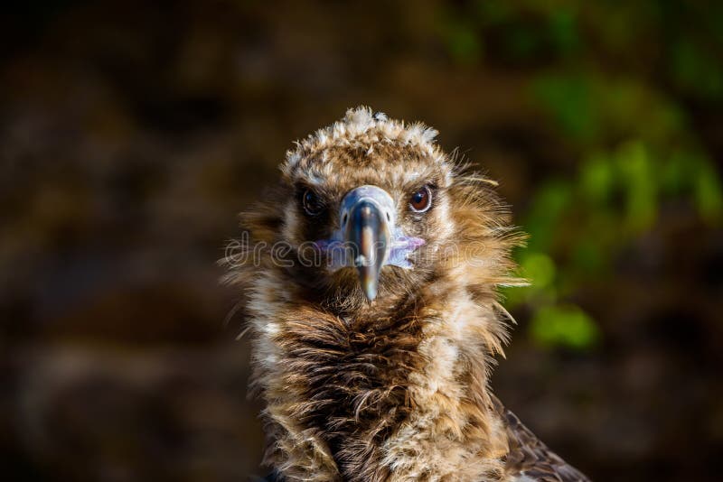 Portrait of Vulture - Beautiful Wildlife Bird Stock Photo - Image of ...