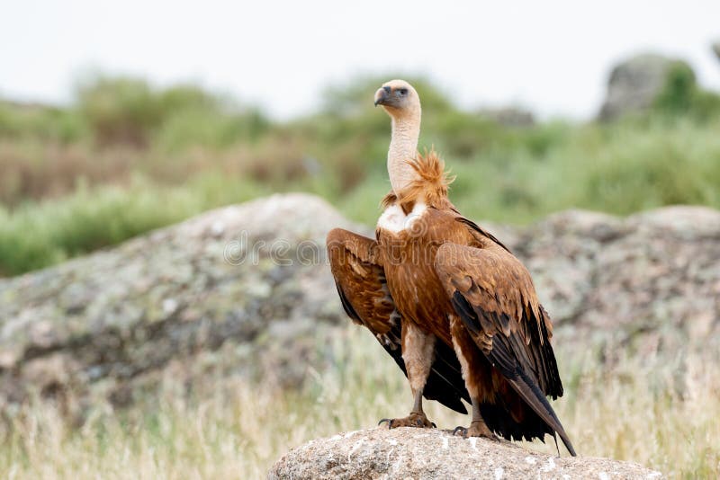 Portrait of a vulture stock photo. Image of bird, blue - 161957506