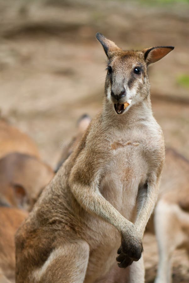 Portrait of a Wallaby stock image. Image of view, portrait - 16685303