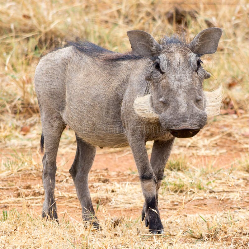 Portrait of a Warthog stock image. Image of beautiful - 72996477