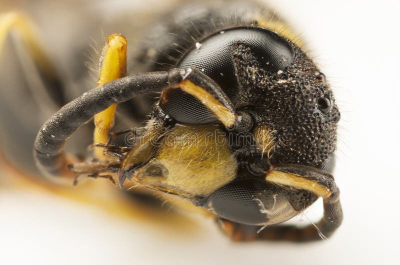 Portrait of a wasp head stock photo. Image of closeup - 32298522