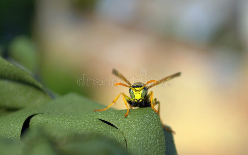Portrait of Wasp Watching Scary Directly Stock Image - Image of drones ...