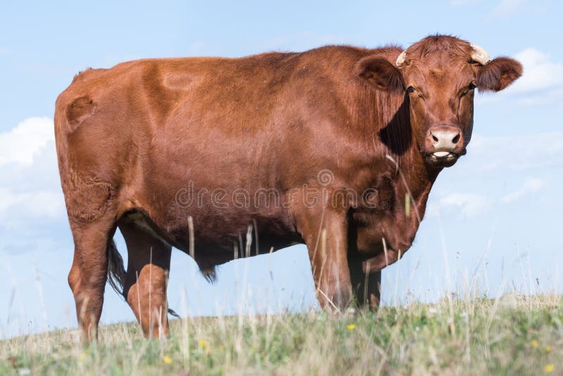 Watching Young Bull Portrait Stock Image - Image of farming, field ...