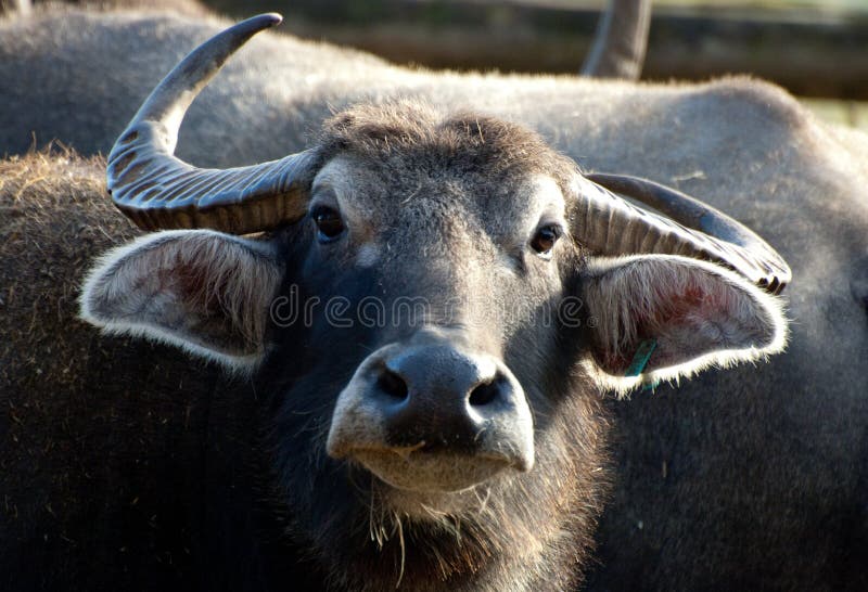 Portrait of a Water Buffalo Stock Image - Image of bovine, horns: 21229525