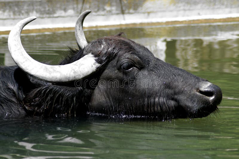 Portrait of a Water Buffalo Stock Image - Image of ungulates, asia ...