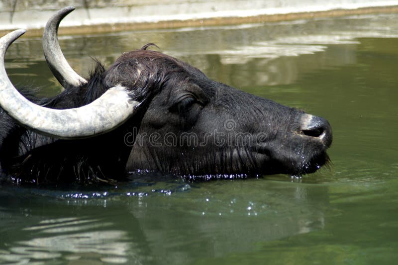 Portrait of a Water Buffalo Stock Photo - Image of hair, portrait ...