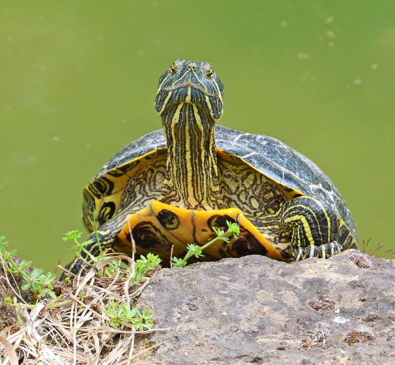 Portrait of water turtle stock image. Image of cute, lakes - 40321825