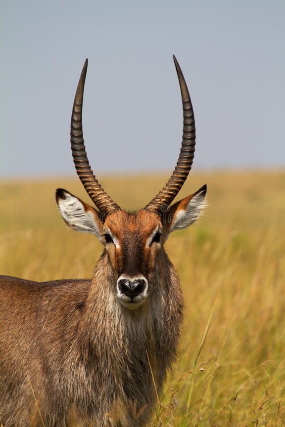 Portrait of waterbuck stock photo. Image of waterbuck - 20638742