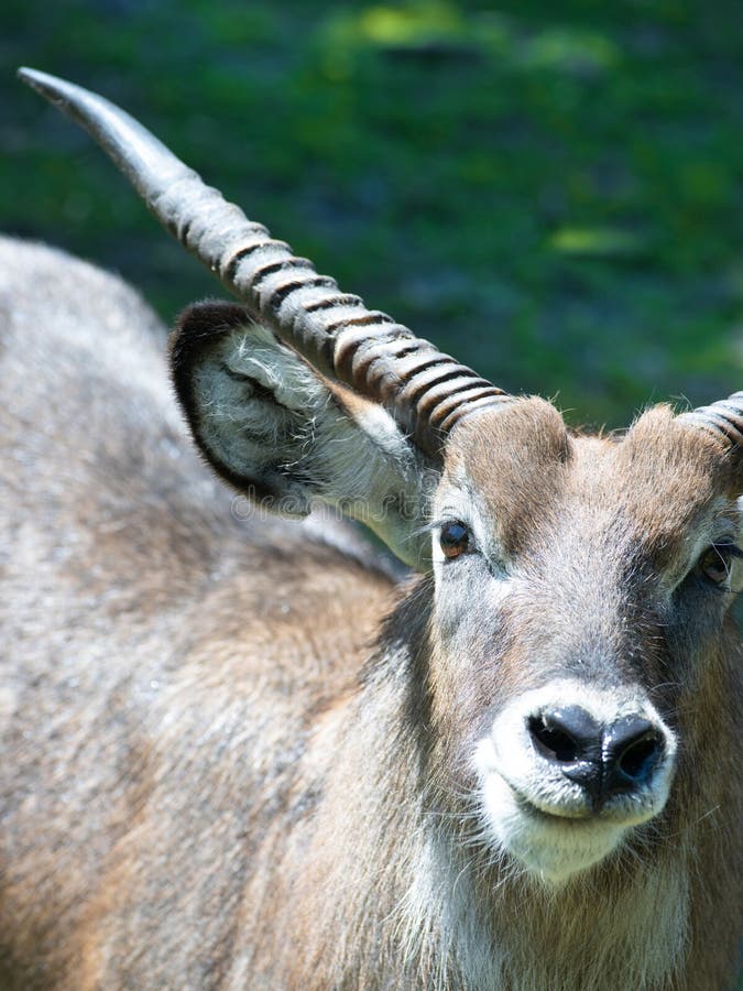 Portrait of a Waterbuck Animal Looking at Camera Stock Image - Image of ...