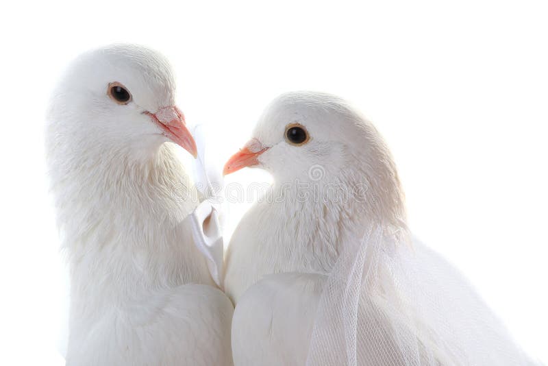 Portrait Wedding doves stock photo. Image of animal, black - 61800826