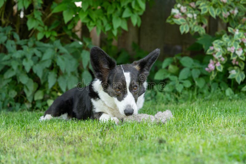 Welsh Corgi Cardigan Tricolor with Brindle Points Stock Photo - Image ...