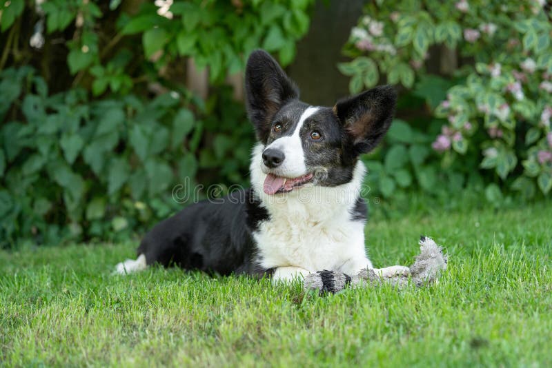 Welsh Corgi Cardigan Tricolor with Brindle Points Stock Image - Image ...