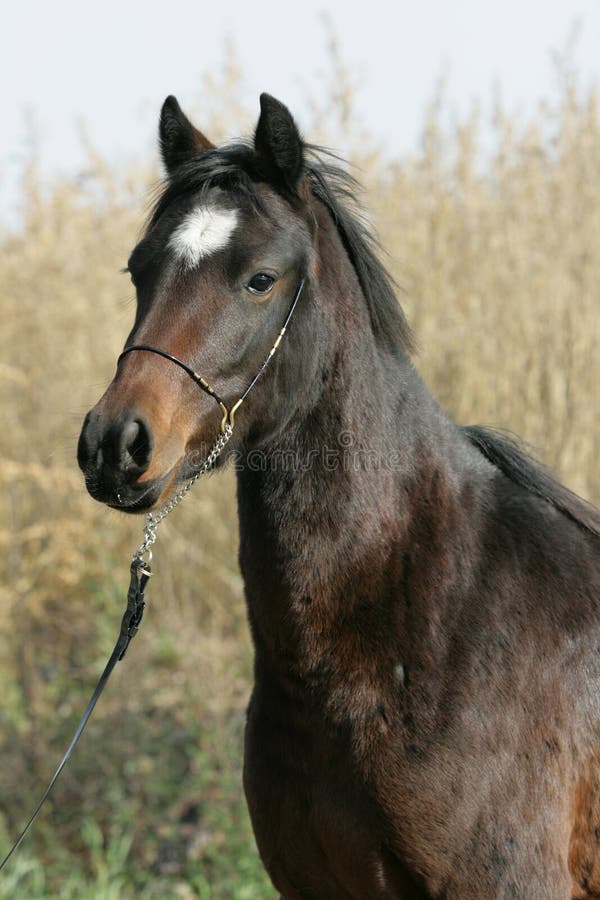 Portrait of Welsh Part-bred Mare with Halter Stock Image - Image of ...