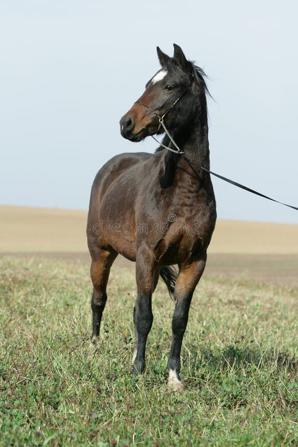Portrait of Welsh Part-bred Mare with Halter Stock Image - Image of ...
