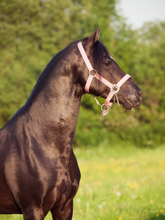 Portrait of Welsh Pony Stallion Stock Photo - Image of pony, portrait ...