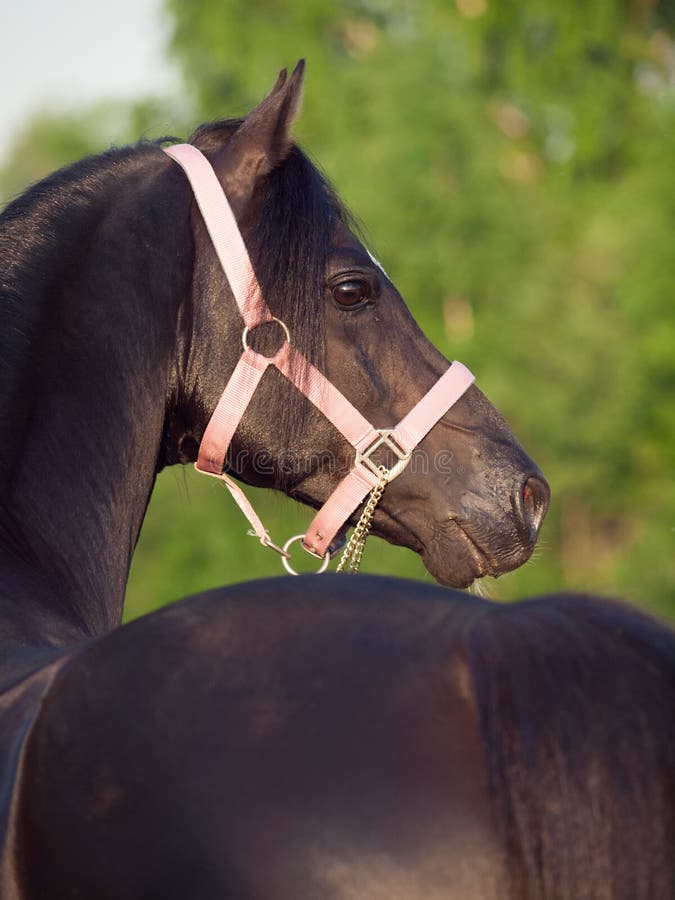 Portrait of Welsh Pony Stallion Stock Photo - Image of domestic ...