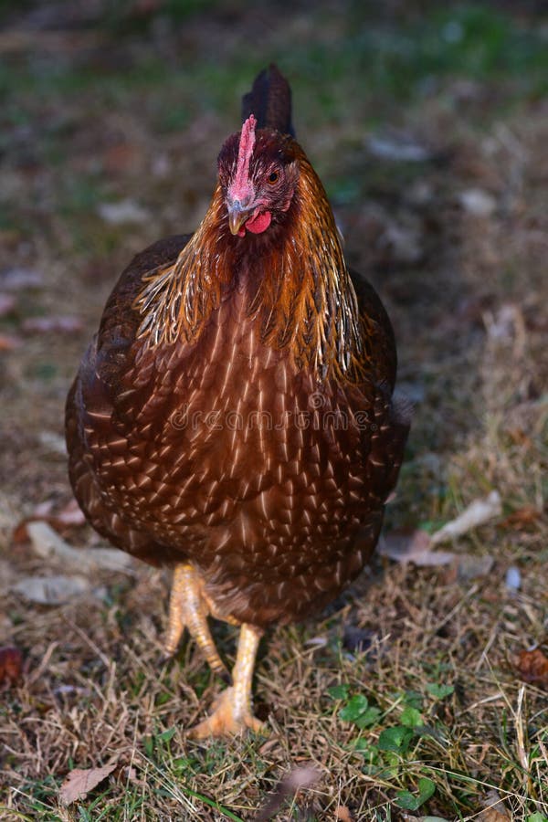 Welsummer Hen stock image. Image of welsummer, plumage - 104718659