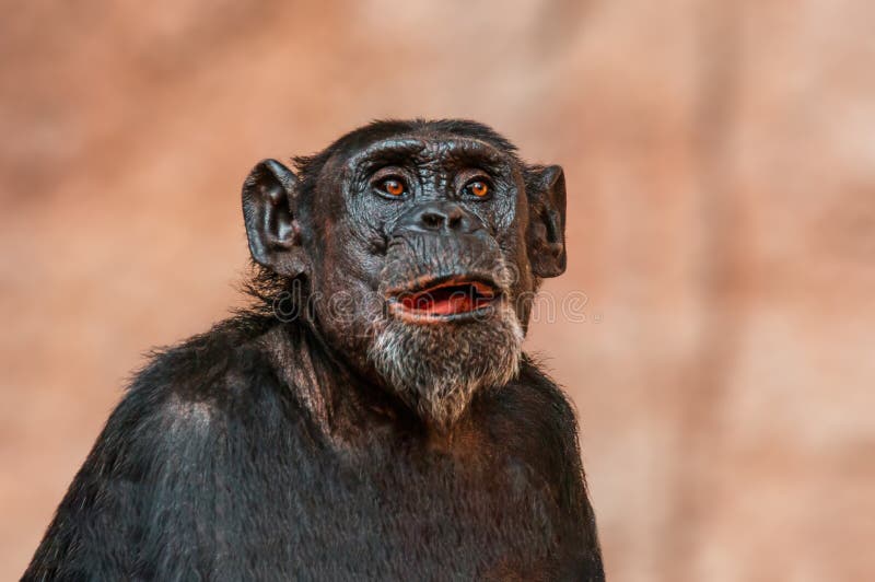 Portrait of a West African Chimpanzee Stock Photo - Image of jungle ...