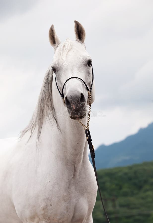 Portrait of White Amazing Arabian Stallion Stock Image - Image of ...
