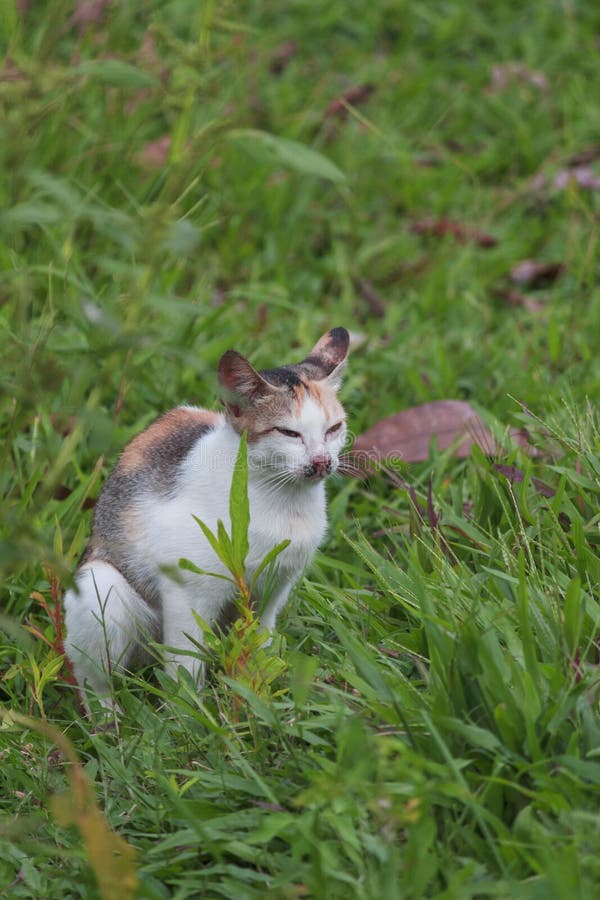 Kid Pooping Stock Photos - Free & Royalty-Free Stock Photos from Dreamstime