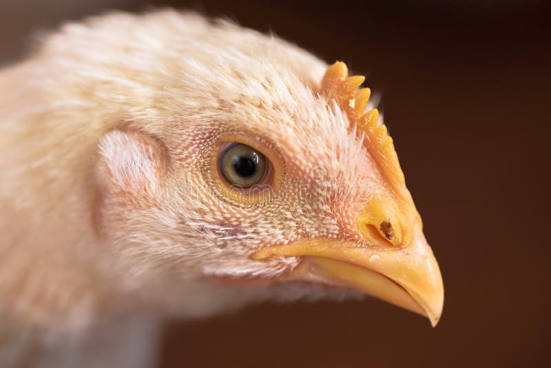 Portrait of a White Broiler Chicken Stock Image - Image of avian, live ...
