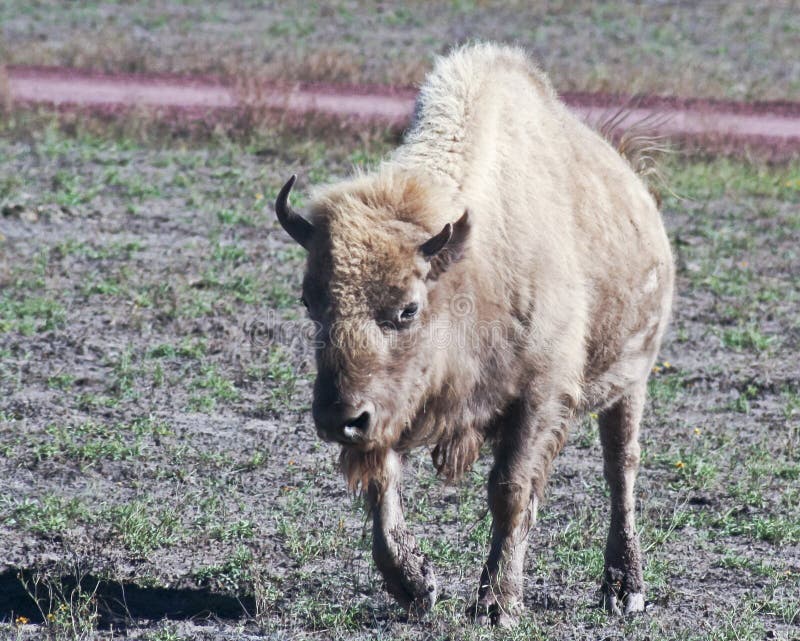 A Portrait of a White Buffalo, Bison Bison Stock Image - Image of ...