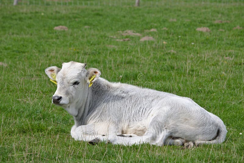 Portrait of a White Calf Lying on a Green Pasture Stock Image - Image ...