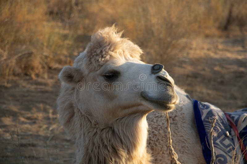 Portrait of a White Camel with Gear Stock Image - Image of outdoor ...