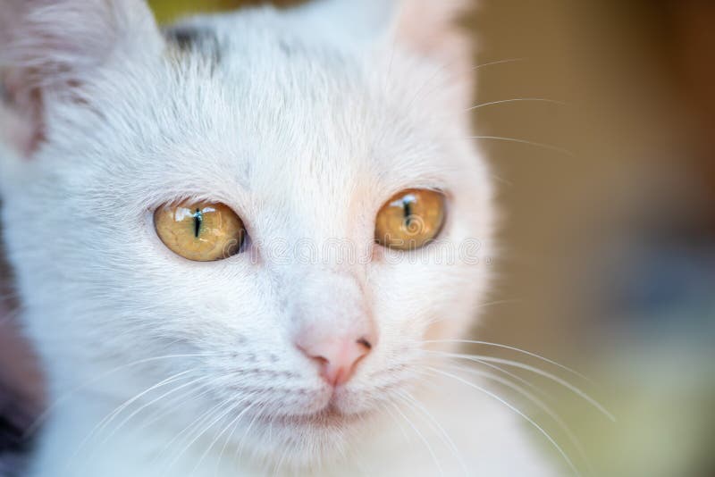 Portrait of a white cat stock image. Image of outdoors - 254505911