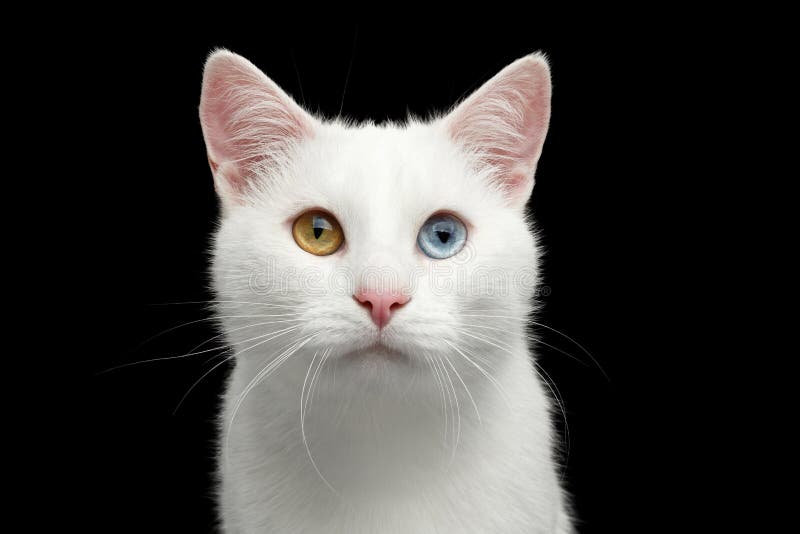 Portrait of White Cat on Isolated Black Background Stock Photo - Image ...