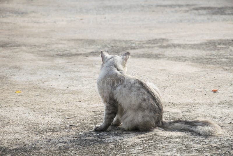 Portrait White Cat Look Back on Concrete Floor. Stock Photo - Image of ...