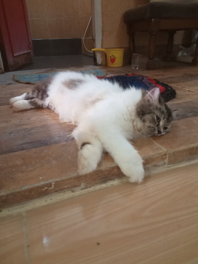 The Portrait of a White Cat is Relaxed, Cute, Cuddly. Stock Image ...