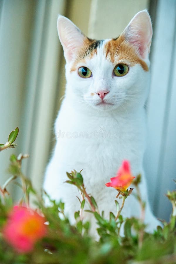 Portrait of White with Cat Spots Stock Image - Image of mestizo ...