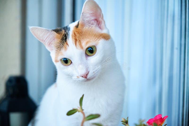 Portrait of White with Cat Spots Stock Photo - Image of mammal, color ...