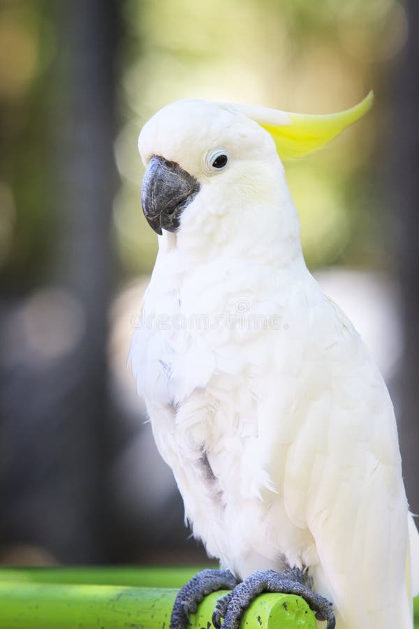 Portrait of White Cockatoo Birds Perching on Birds Standing Stock Photo ...