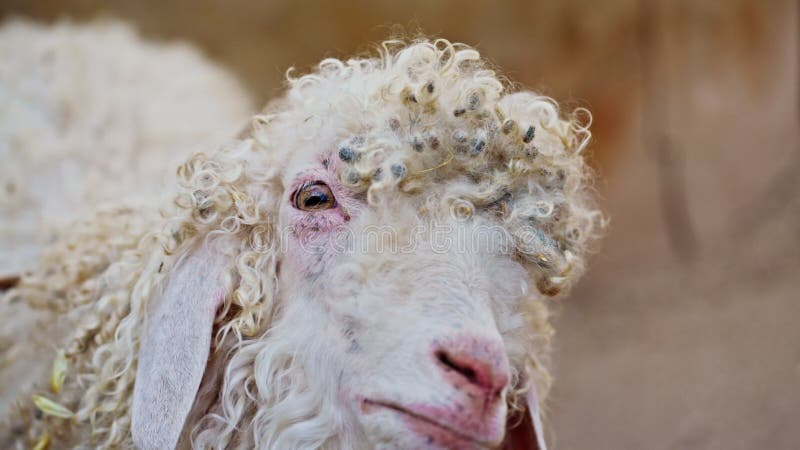 Portrait of White Curly Goat with Horns. Angora Goat Stock Video ...