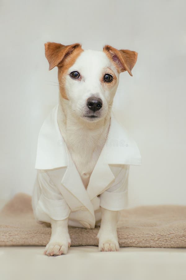 Portrait of a White Dog in a White Coat Stock Image - Image of ...