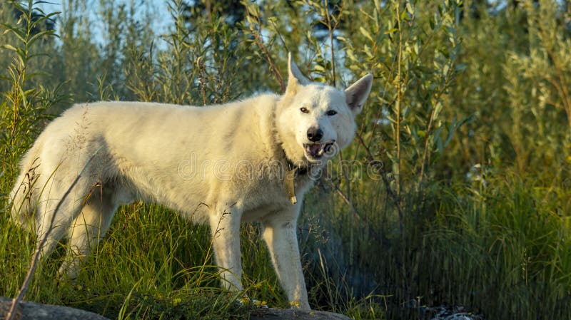 Portrait of a White Dog at Sunset Stock Photo - Image of husky, silly ...