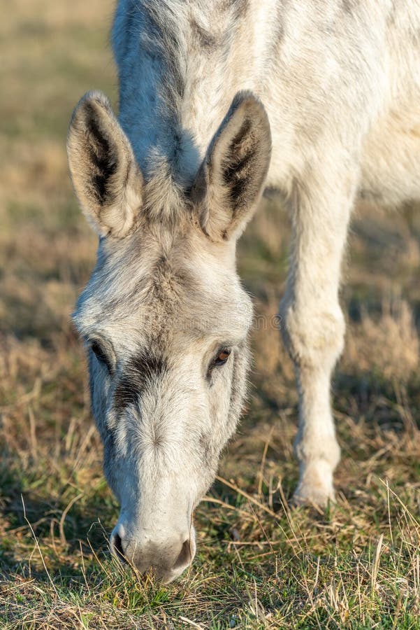 Portrait of a White Donkey in a Paddock Stock Photo - Image of donkey ...