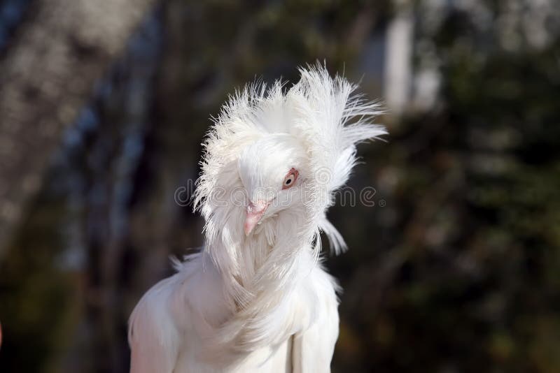 Portrait of a white dove stock photo. Image of plume - 57351730
