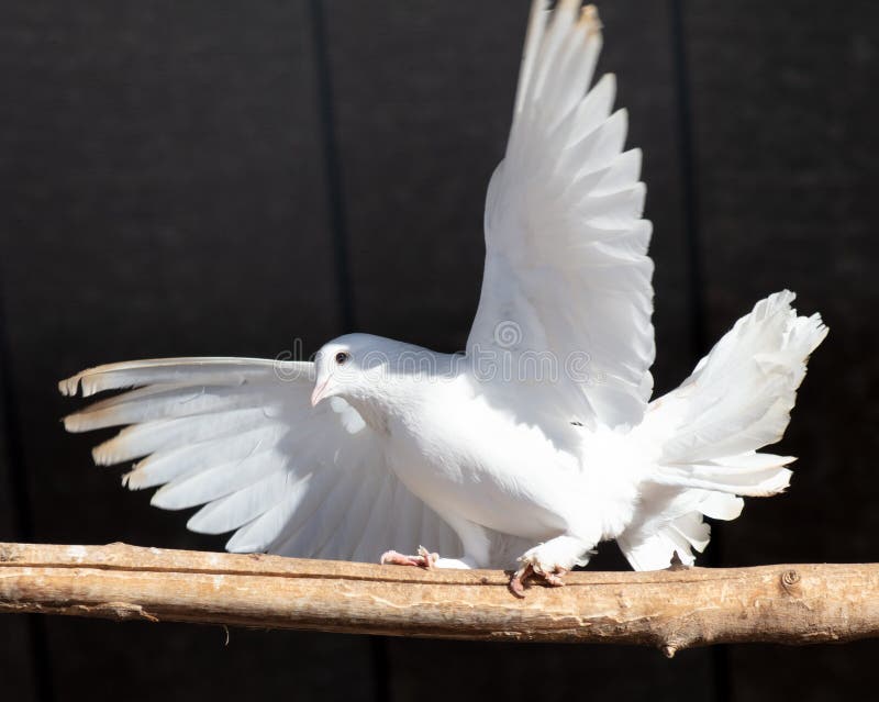 Portrait of a White Dove on a Farm Stock Image - Image of outdoor ...