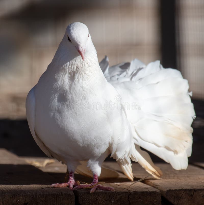 Portrait of a White Dove on a Farm Stock Photo - Image of outdoor ...