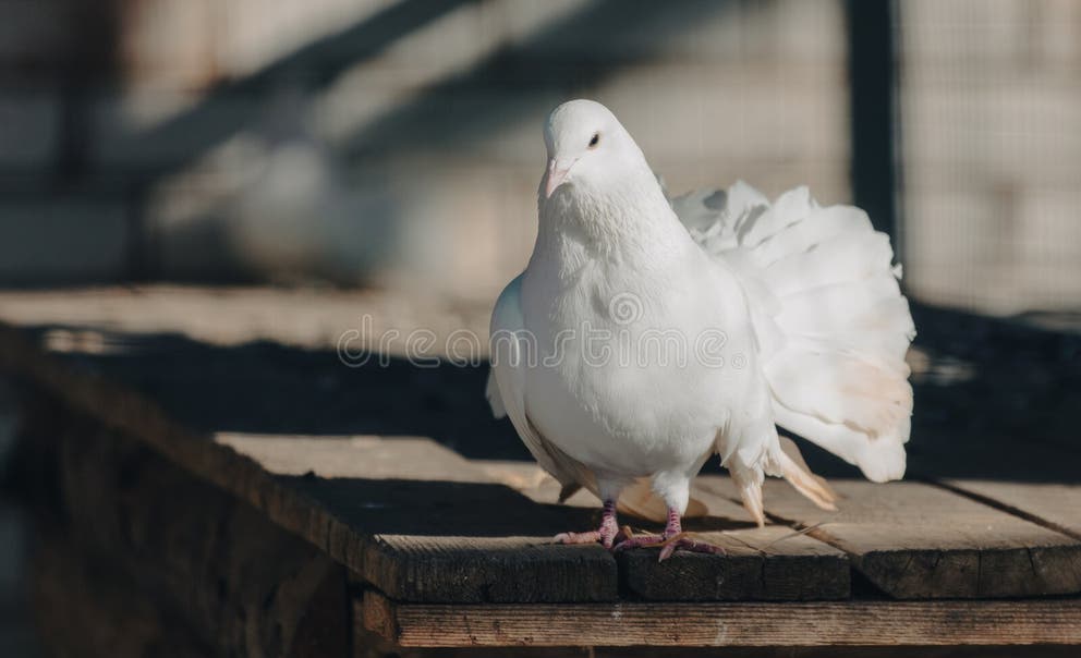 Portrait of a White Dove on a Farm Stock Photo - Image of portrait ...