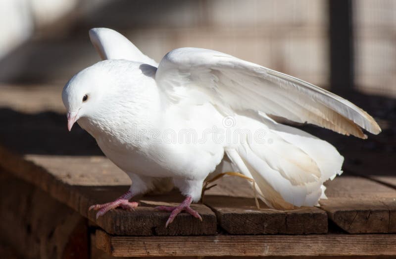 Portrait of a White Dove on a Farm Stock Photo - Image of outdoor ...