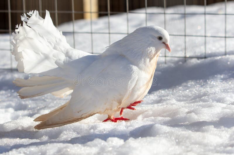 Portrait of a White Dove in the Snow in Winter Stock Photo - Image of ...
