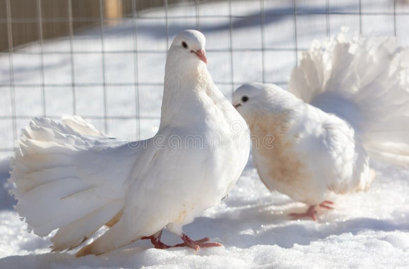 Portrait of a White Dove in the Snow in Winter Stock Photo - Image of ...