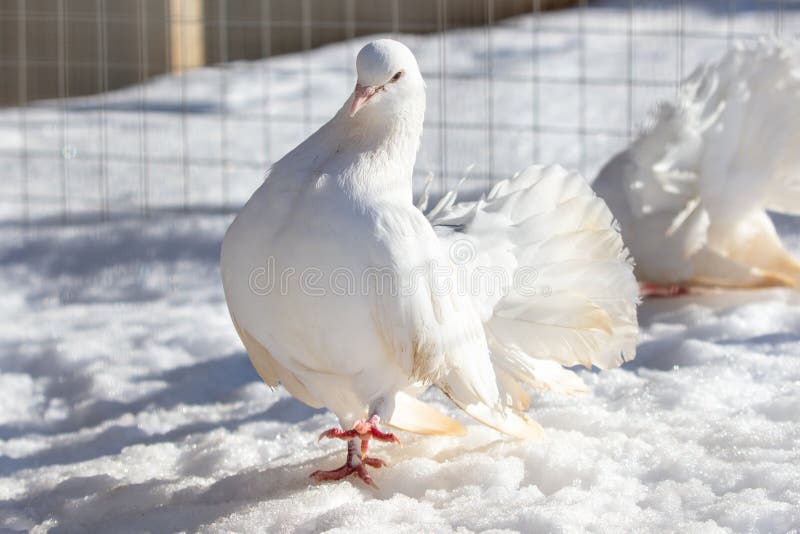Portrait of a White Dove in the Snow in Winter Stock Image - Image of ...