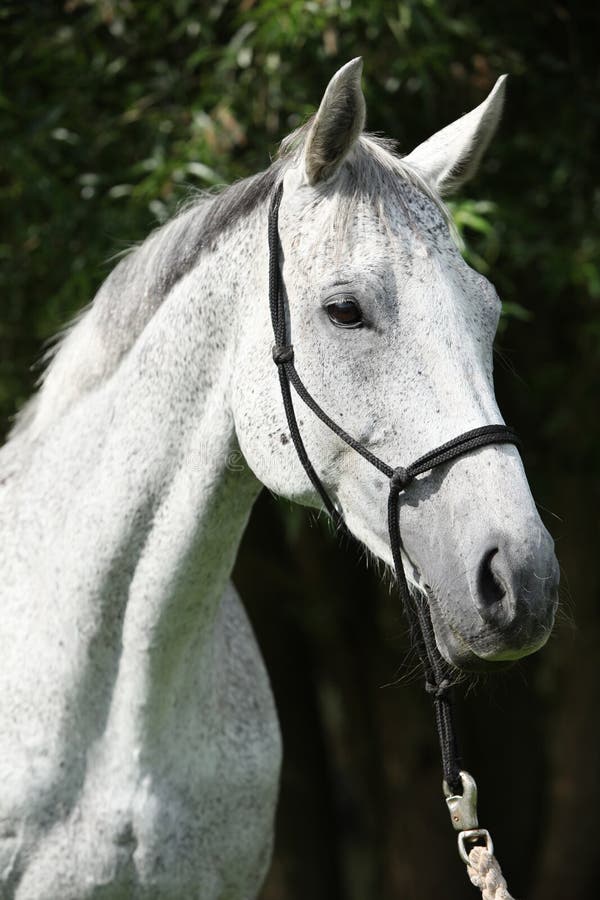 Portrait of White English Thoroughbred Horse in Front of River Stock ...